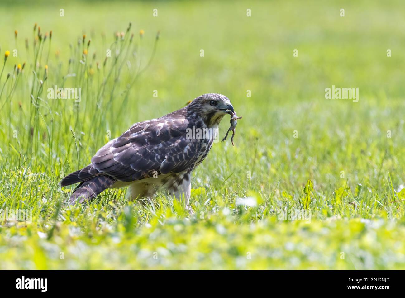 red-shouldered hawk juvenile eating frogs Stock Photo - Alamy