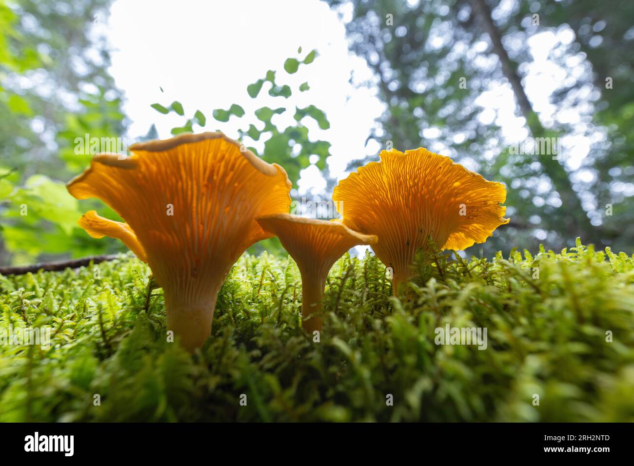 Smooth chanterelle mushroom -Cantharellus lateritius Stock Photo - Alamy