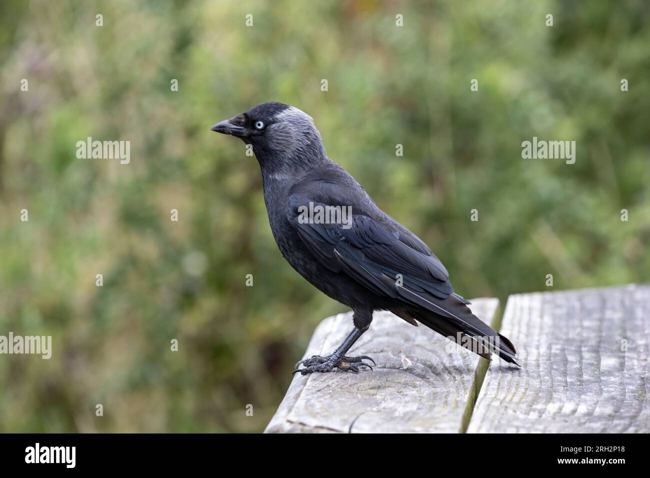 Eurasian Jackdaw Corvus monedula perching on an outdoor wooden picnic ...