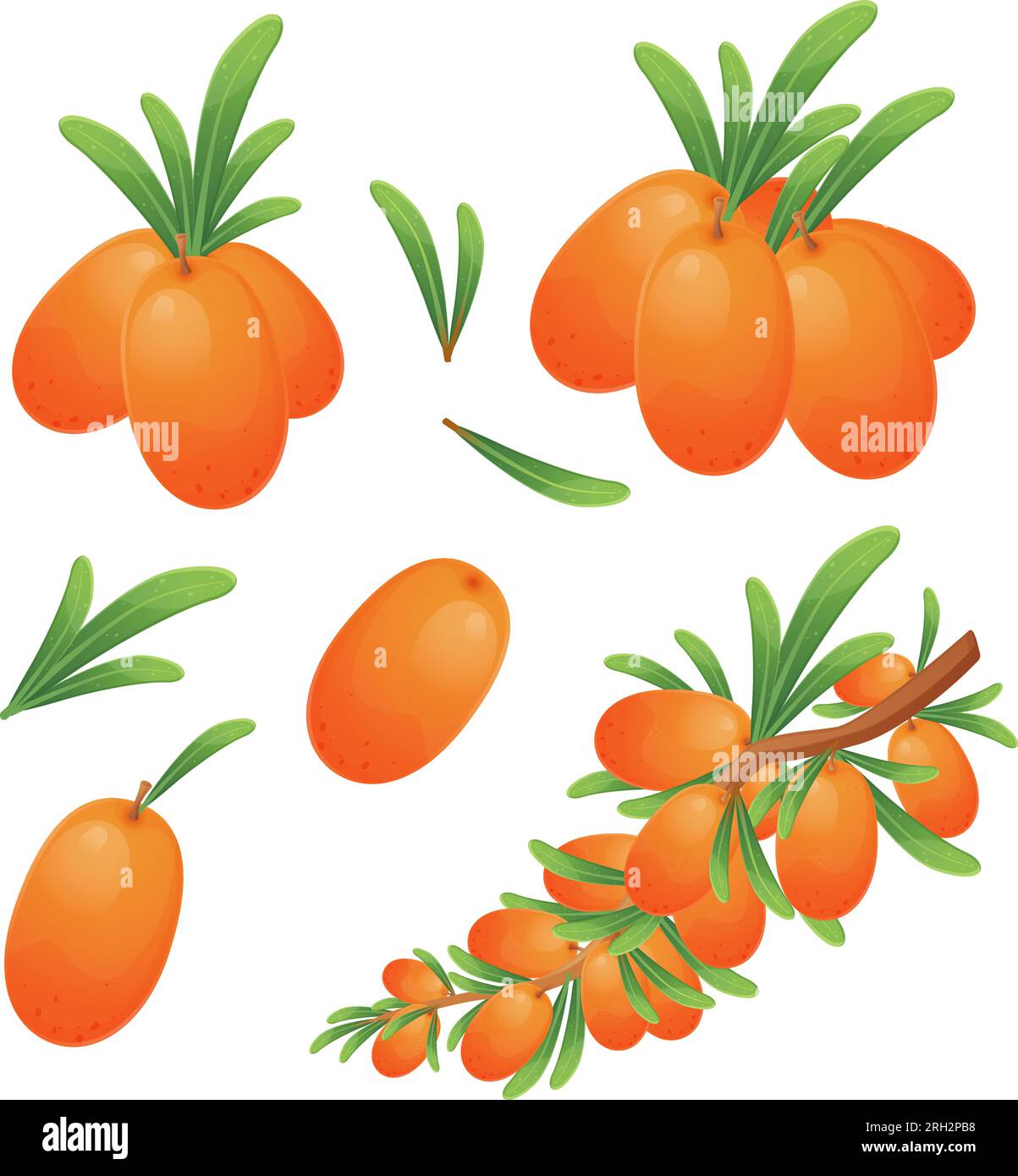 Sea grape leaf Stock Vector Images - Alamy