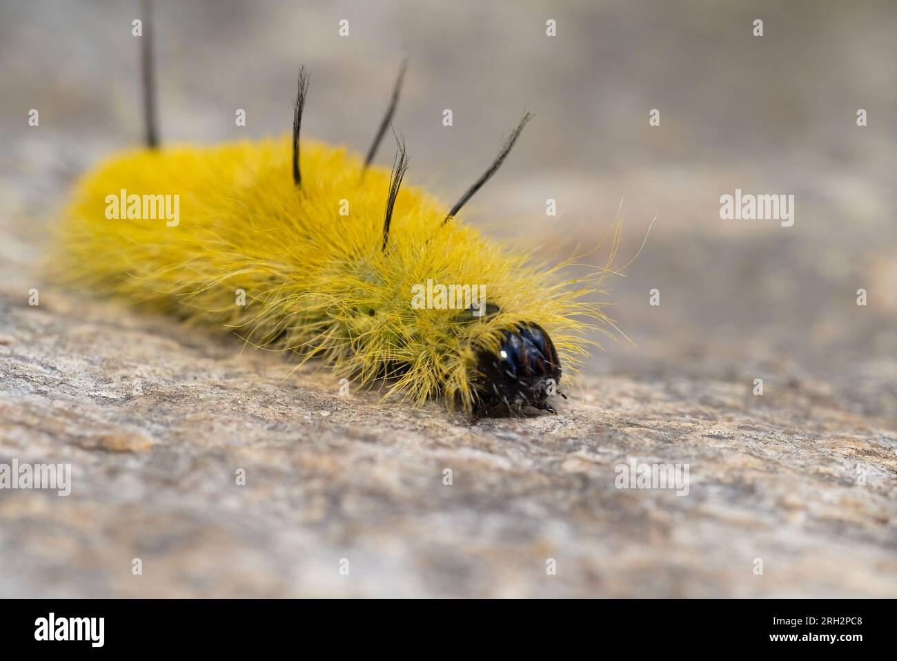 Acronicta americana, the American dagger moth Stock Photo - Alamy