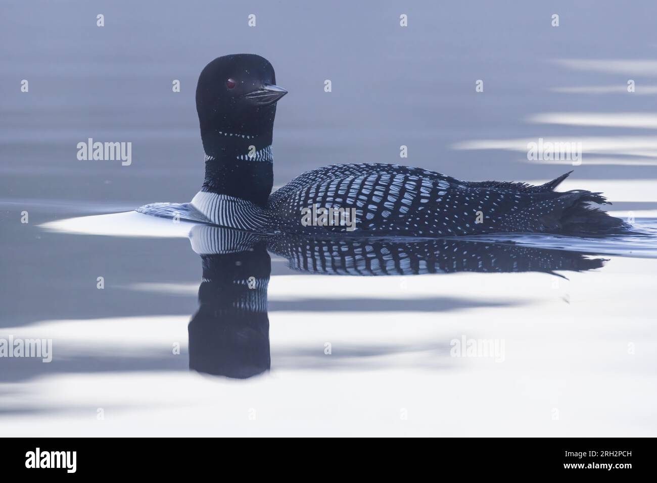Common loon or great northern diver (Gavia immer) in foggy morning ...