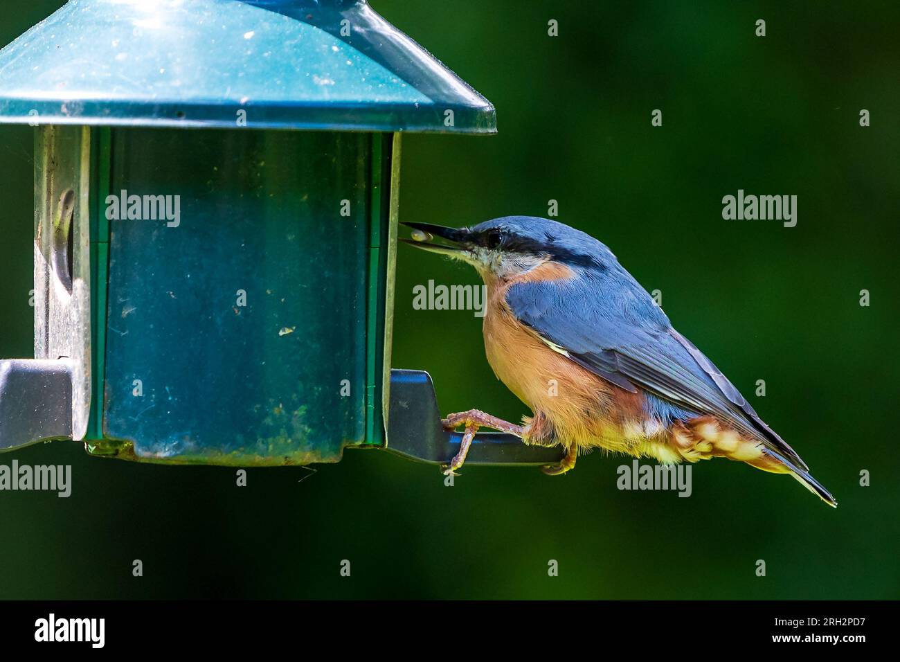 Nuthatch garden bird hi-res stock photography and images - Alamy