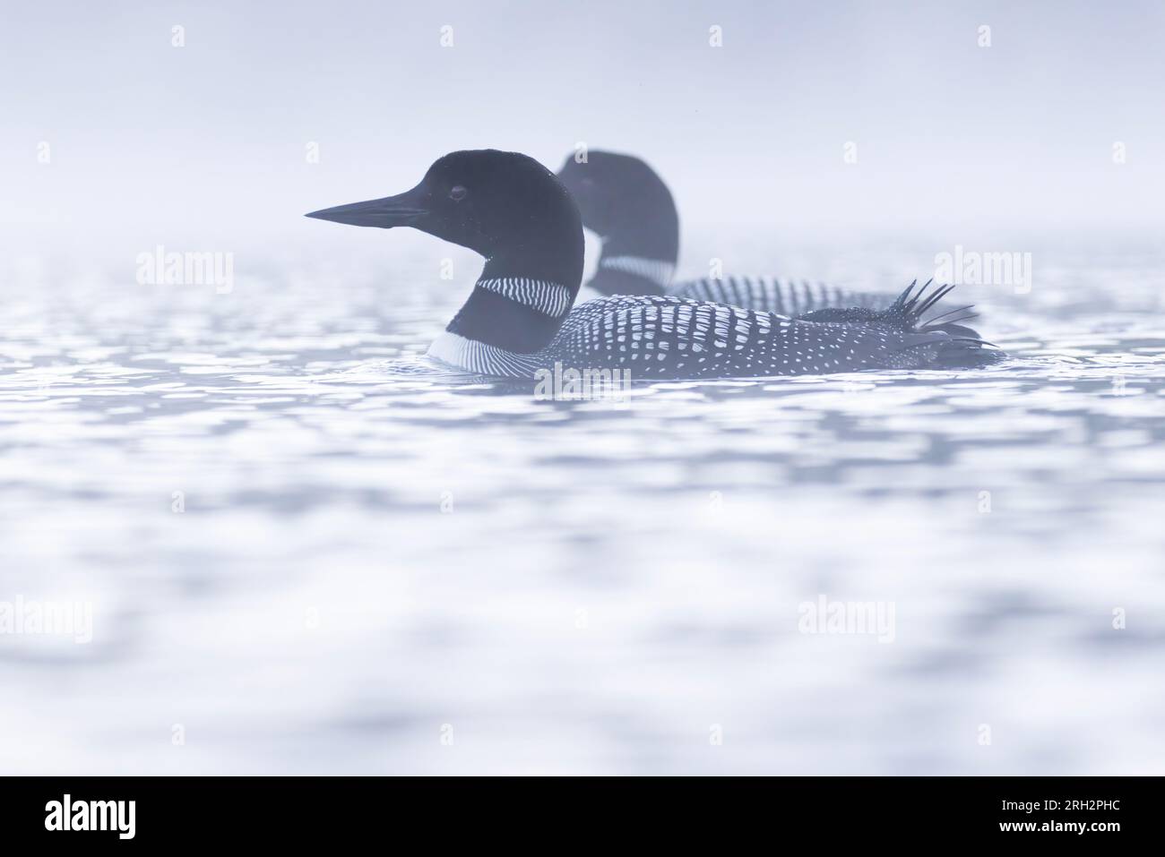 Common loon or great northern diver (Gavia immer) in foggy morning ...