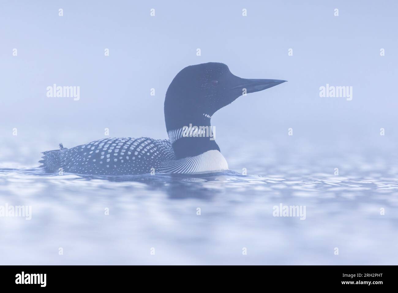 Common loon or great northern diver (Gavia immer) in foggy morning ...