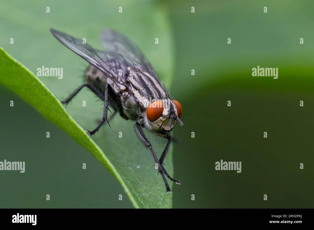 Grey flesh fly sarcophaga carnaria hi-res stock photography and images ...