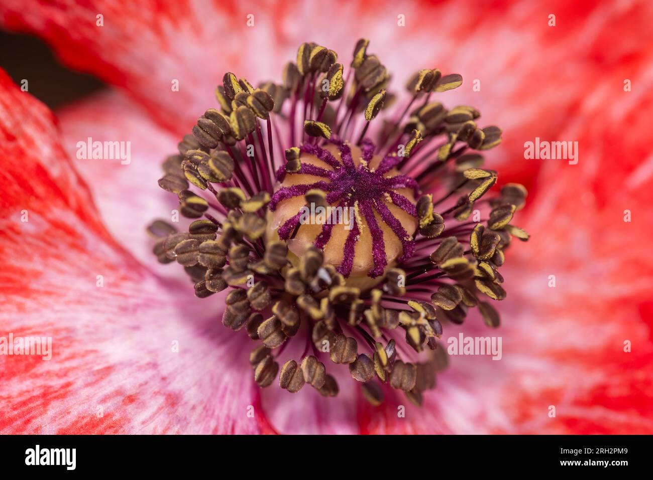 Red pavot hi-res stock photography and images - Alamy