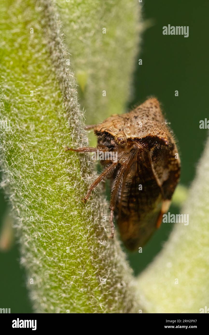 Two-horned Treehopper (Stictocephala diceros) macro photo Stock Photo ...
