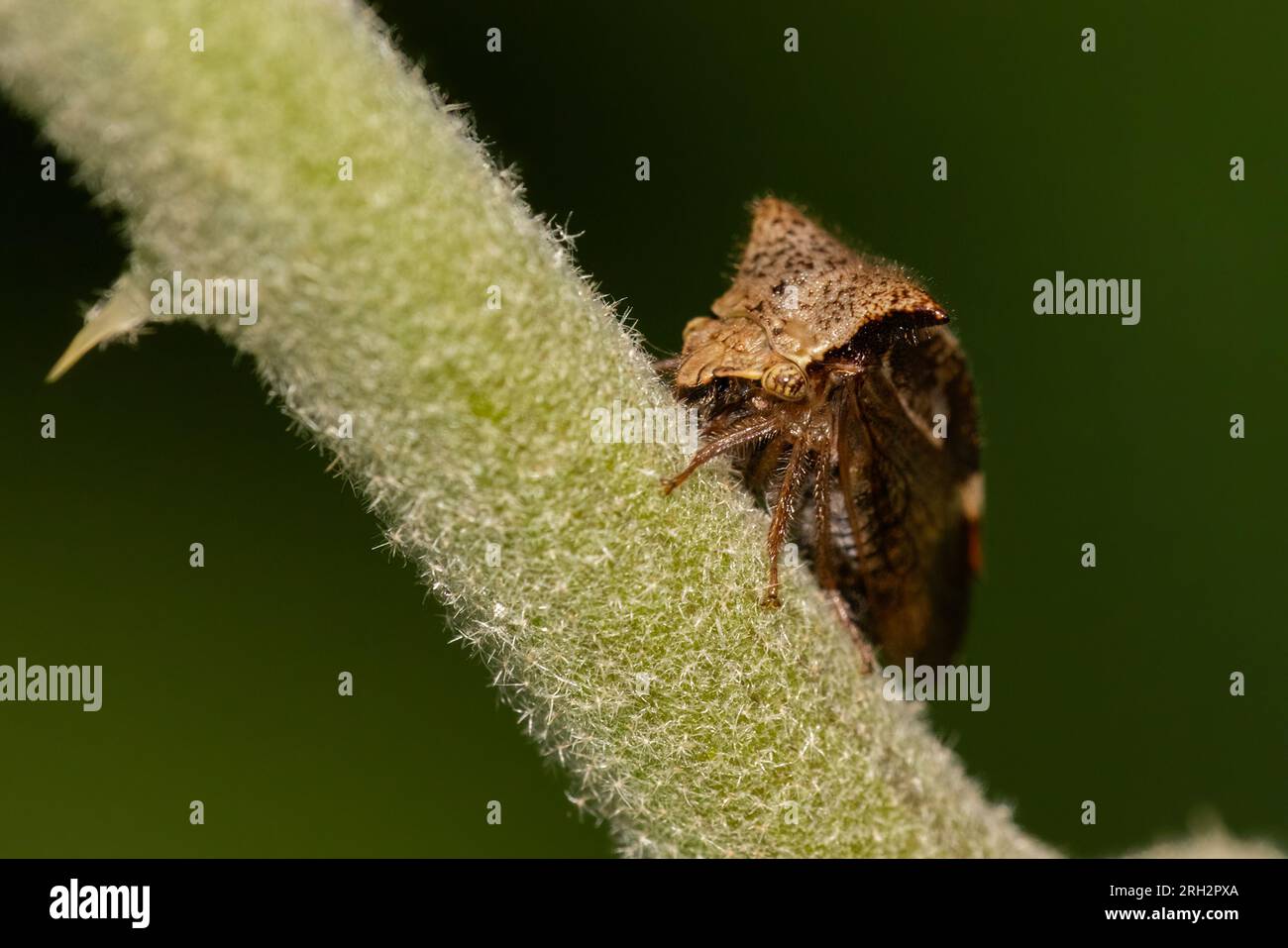 Two-horned Treehopper (Stictocephala diceros) macro photo Stock Photo ...