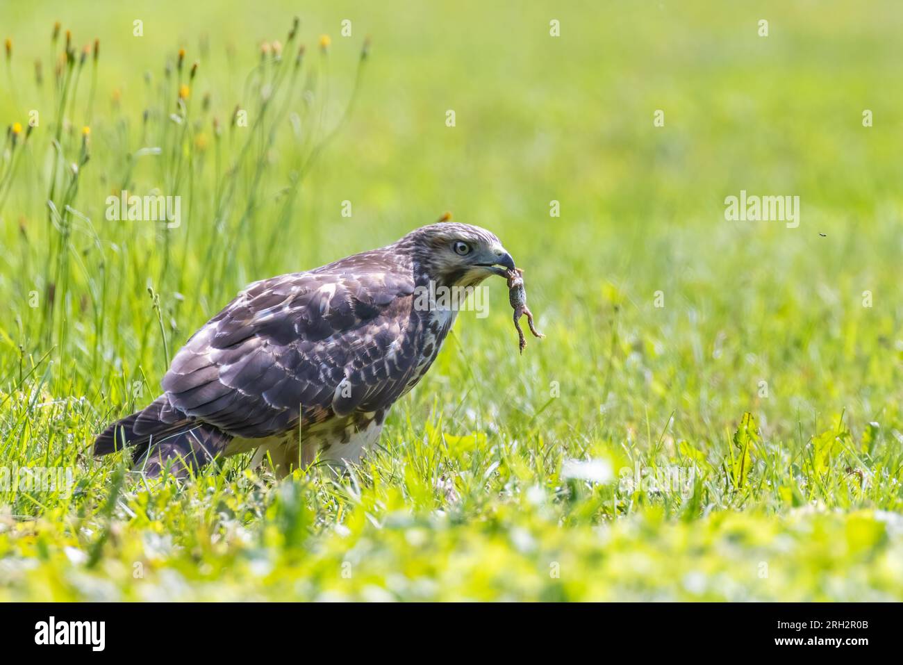 red-shouldered hawk juvenile eating frogs Stock Photo - Alamy