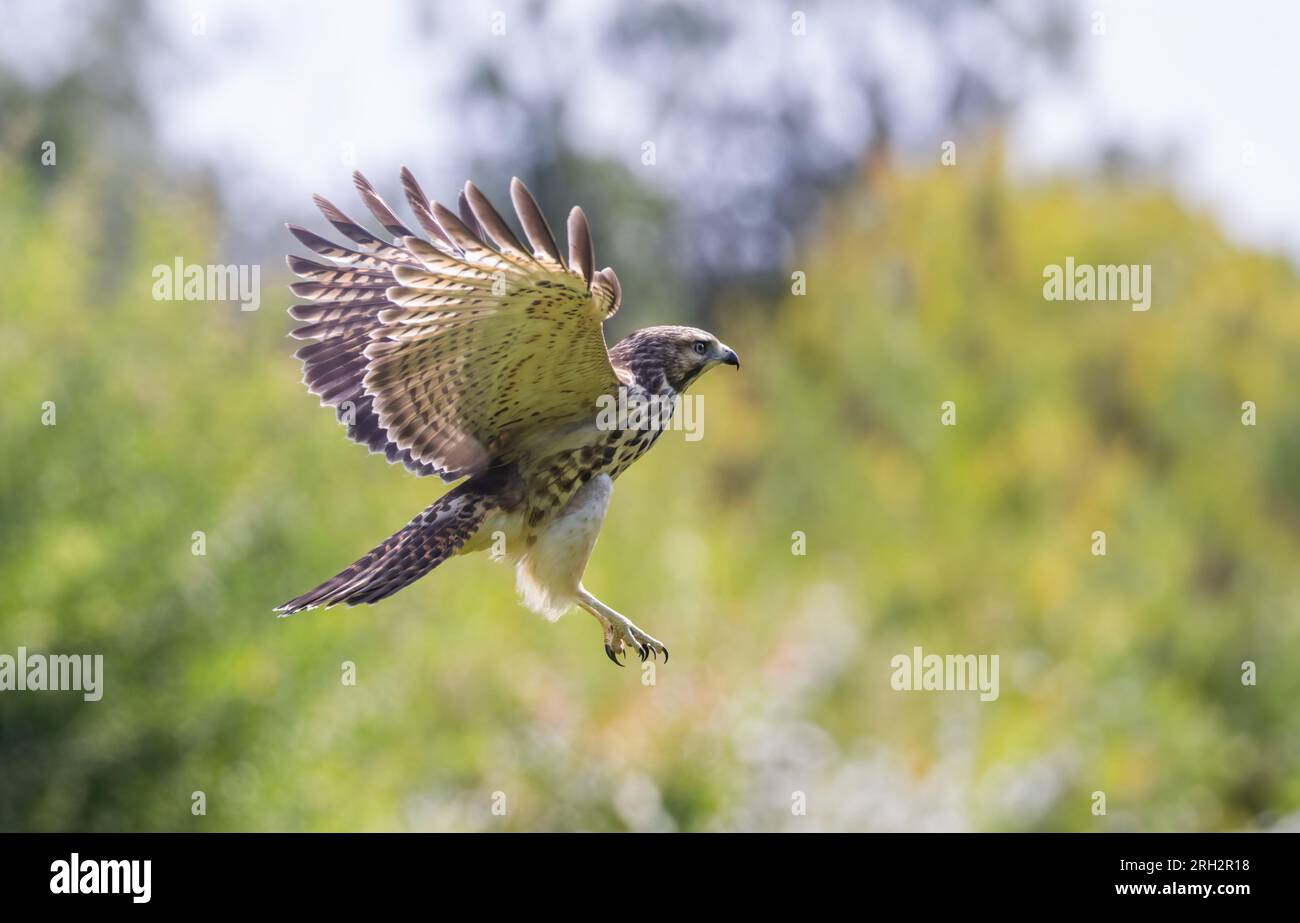 Large red shouldered hawk nest hi-res stock photography and images - Alamy