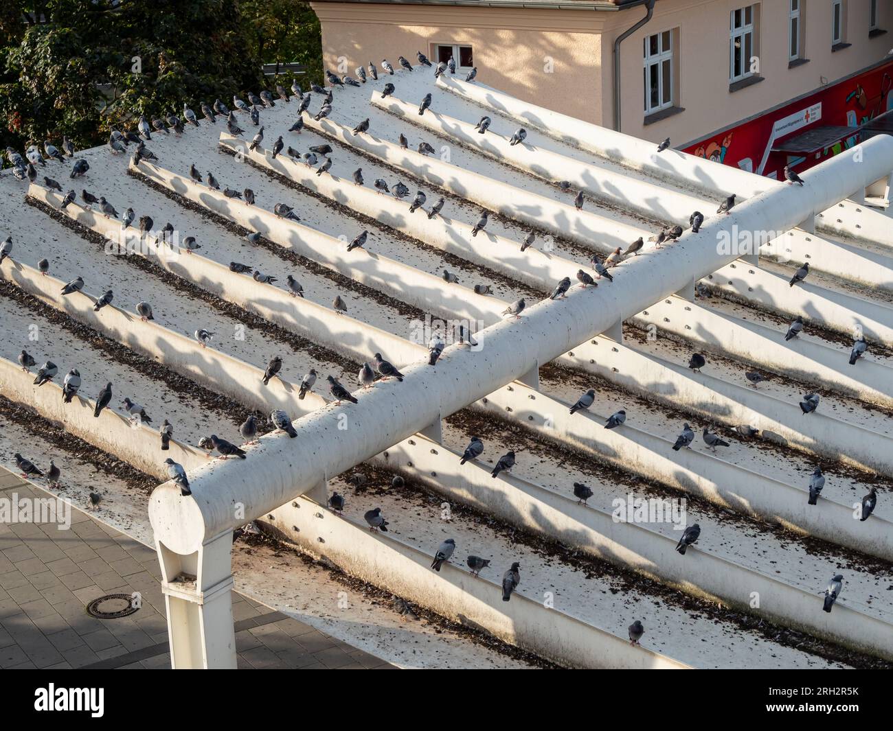 Lots of pigeons on the roof of the station. City birds at the station ...