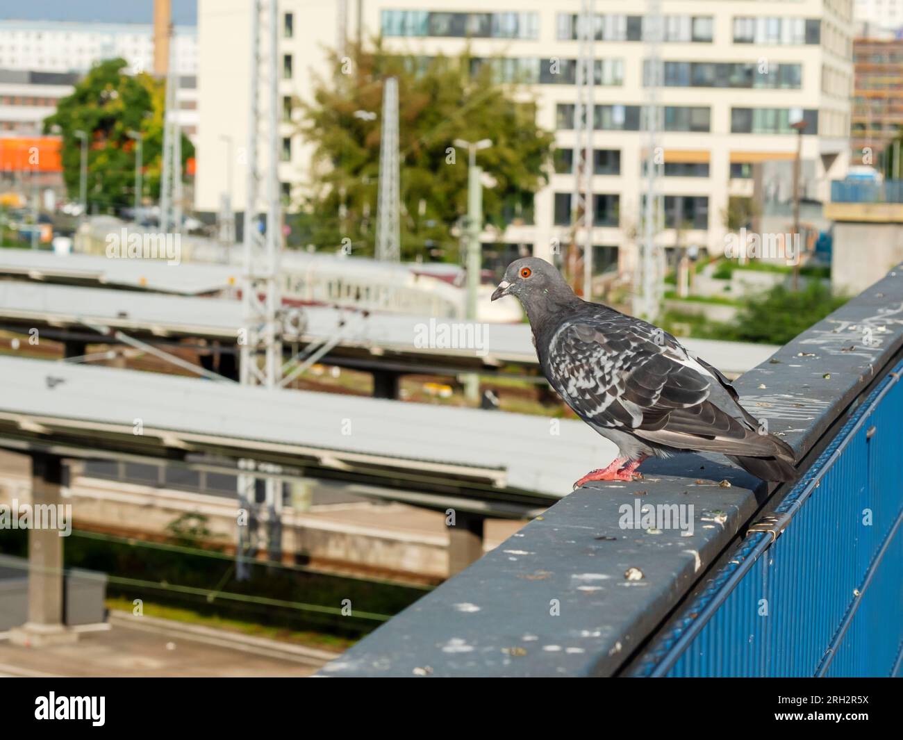 Dove on the railing of the bridge. City birds on the bridge Stock Photo ...