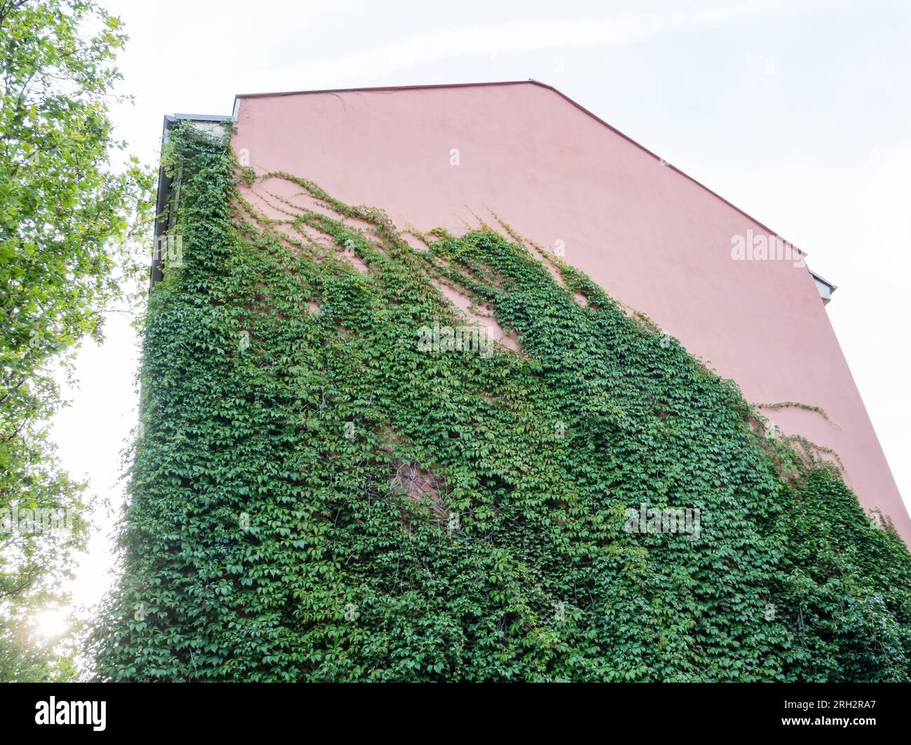 The wall of the building is overgrown with loach. The texture of the ...