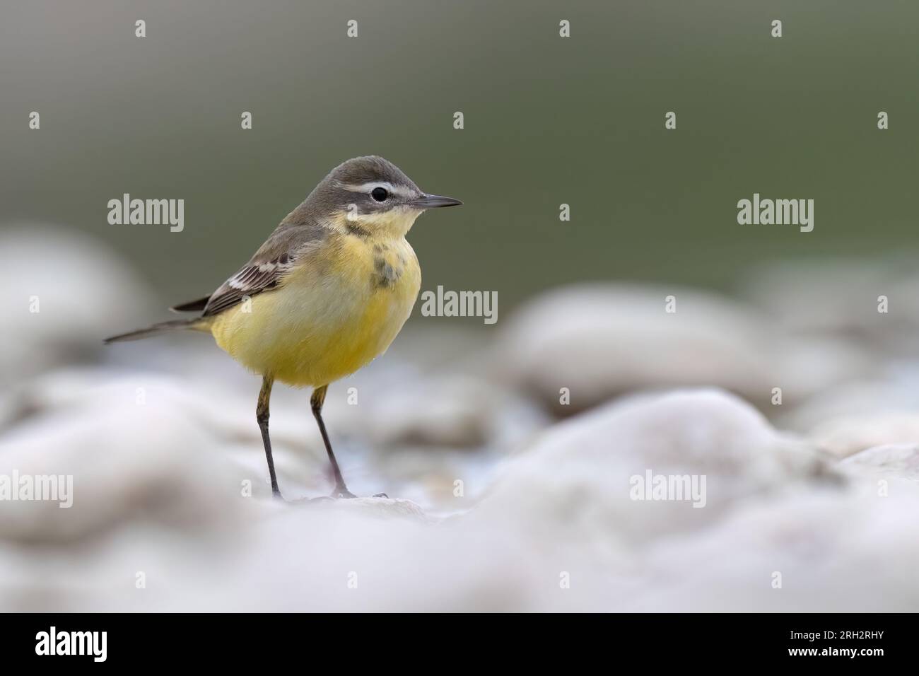 Western yellow wagtail, Motacilla flava in Italian rivers Stock Photo ...
