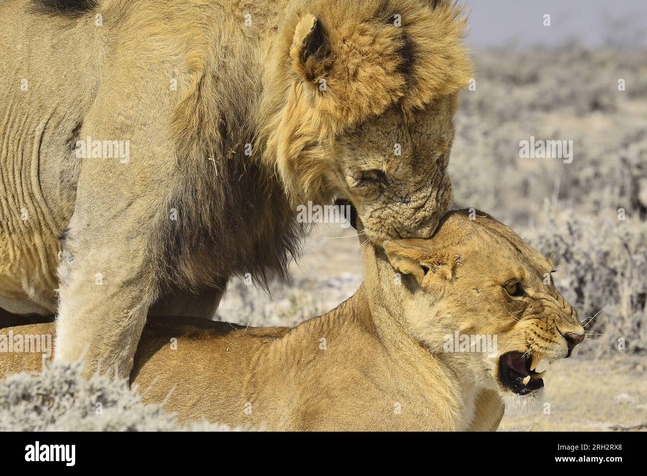 Lion is the biggest carnivore in the african continent, Etosha National ...