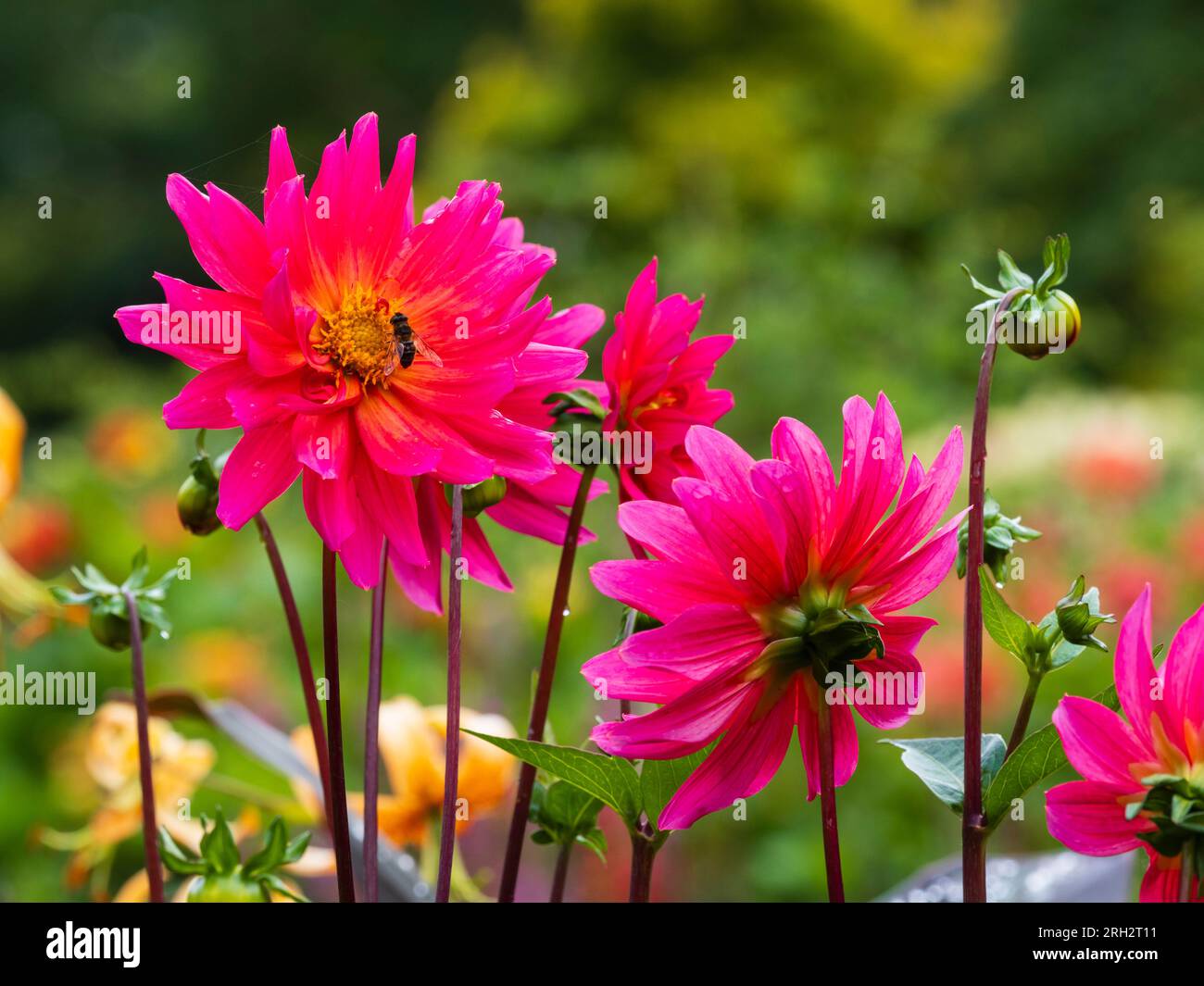 Semi double pink flowrs of the tuberous, half hardy perennial, Dahlia ...
