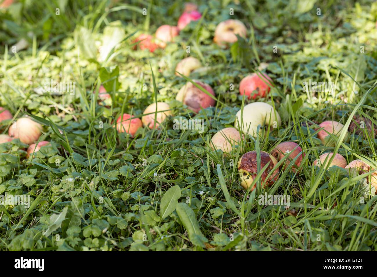 Overripe apples that dropped to the ground on a green garden at sunset ...
