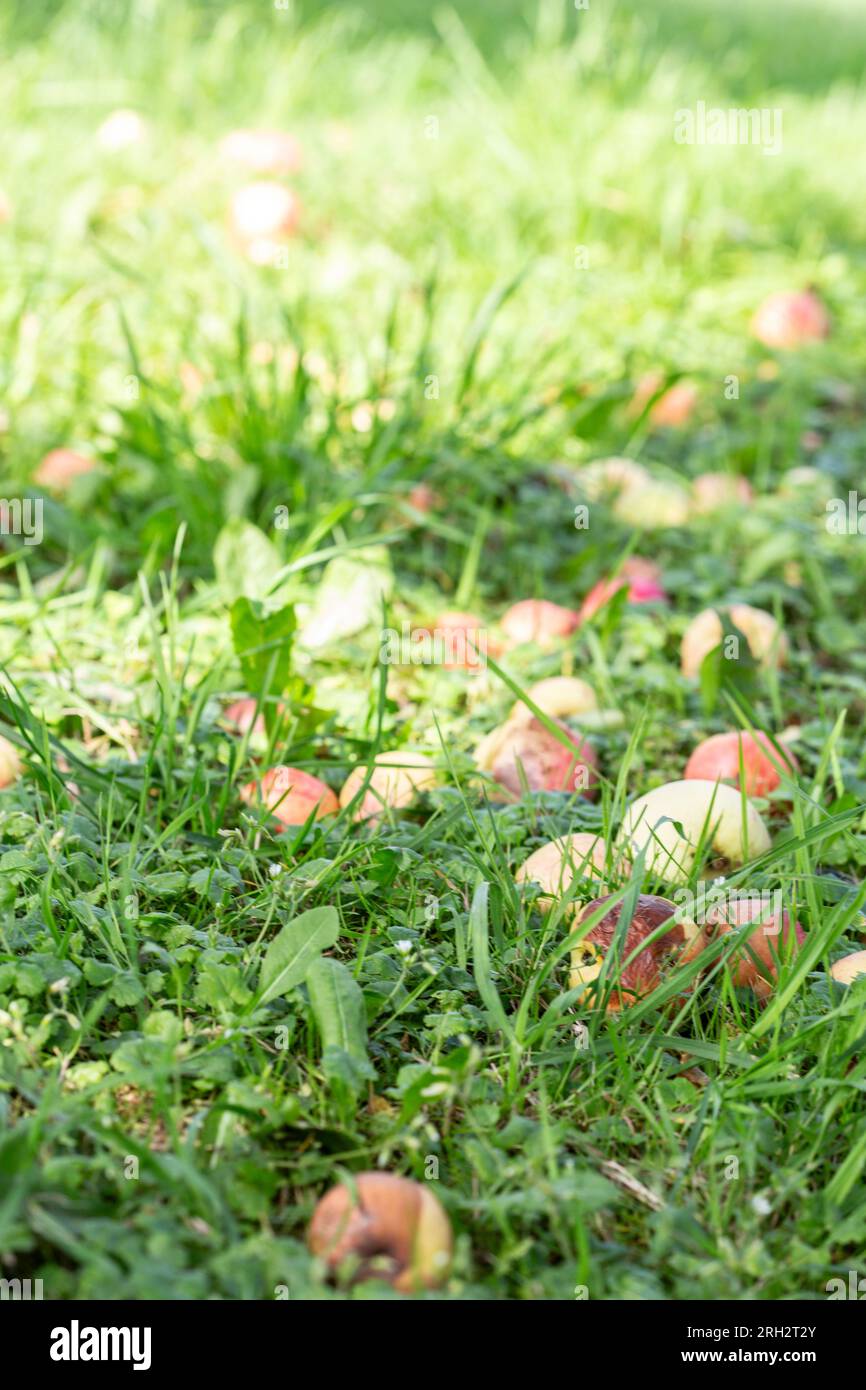 Overripe apples that dropped to the ground on a green garden at sunset ...