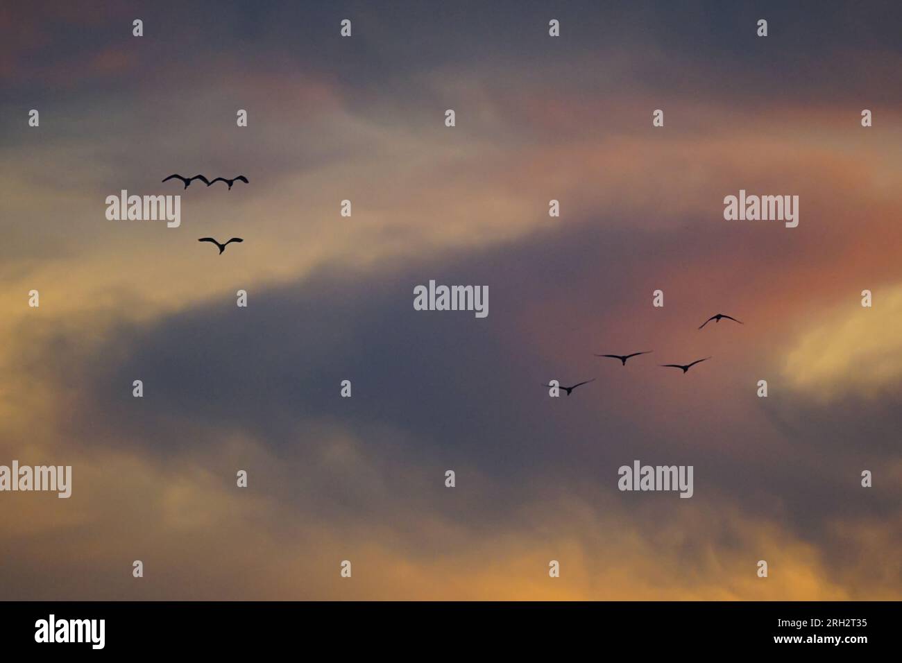 Birdsadored hi-res stock photography and images - Alamy