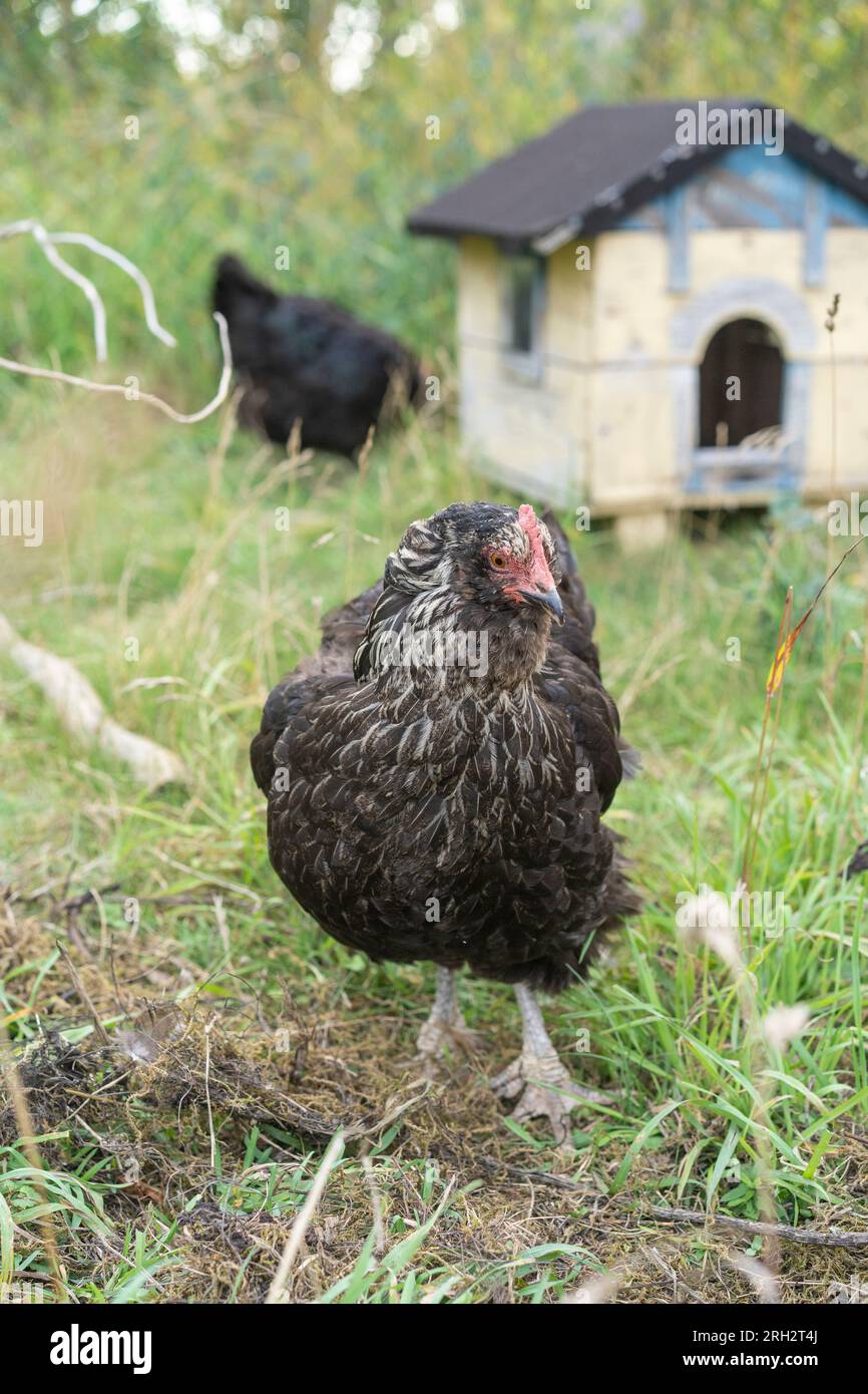 Chickens in a backyard on a late afternoon Stock Photo - Alamy