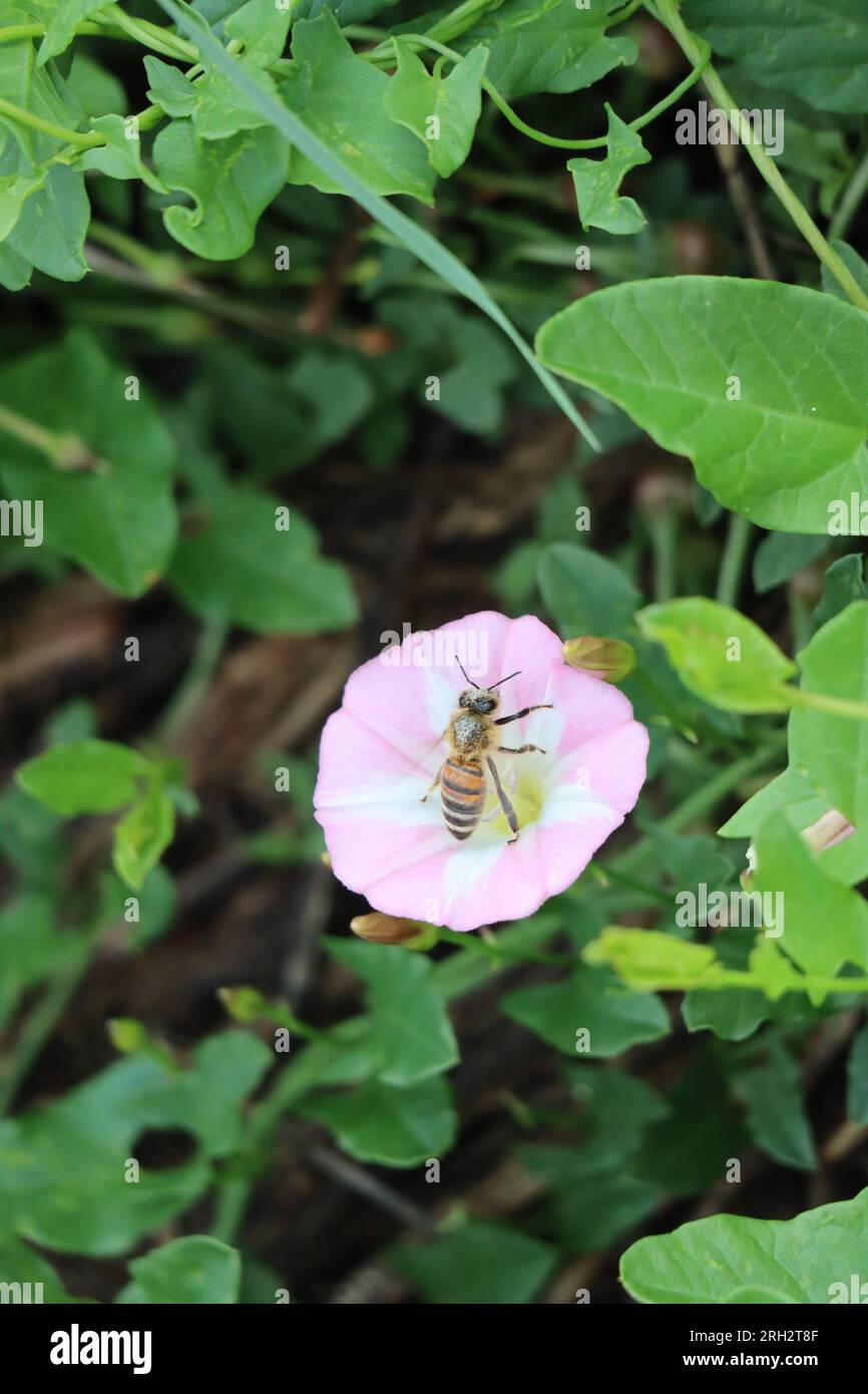 Buckfast bee with plenty of Pollen on Bindweed Stock Photo - Alamy