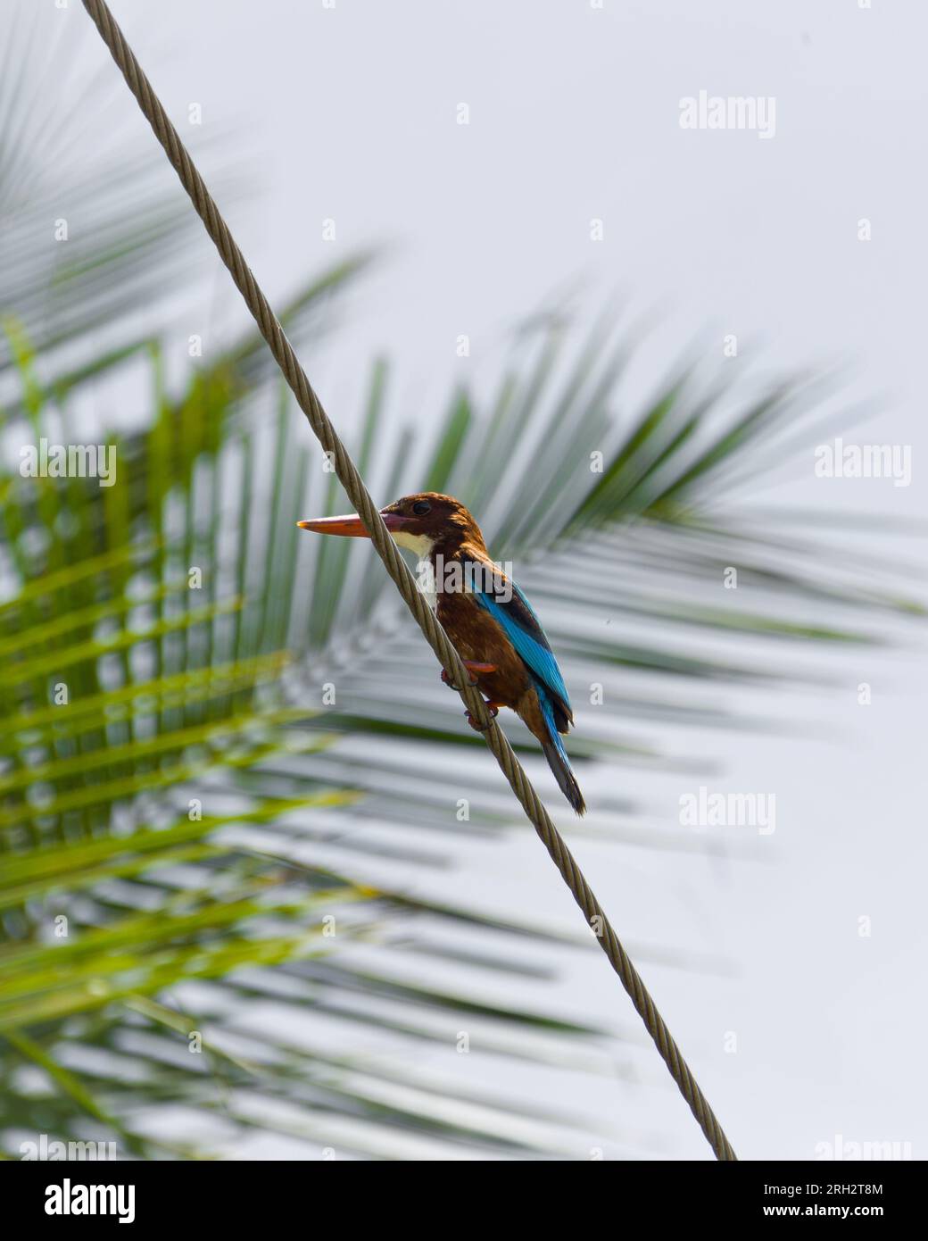 Baby kingfisher hi-res stock photography and images - Alamy