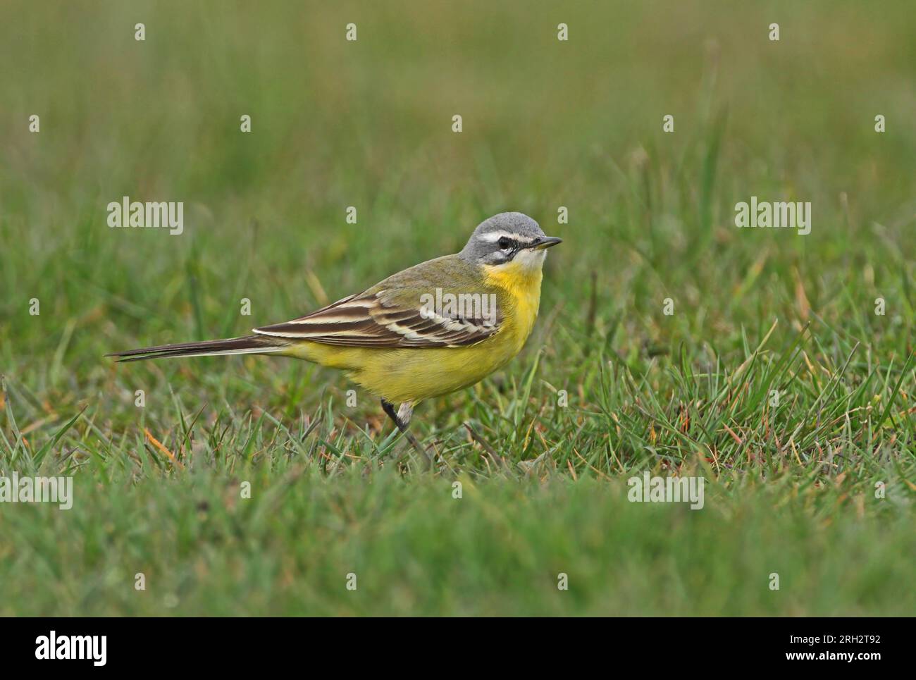 Blue-headed Wagtail (Motacilla flava flava) male standing on short ...