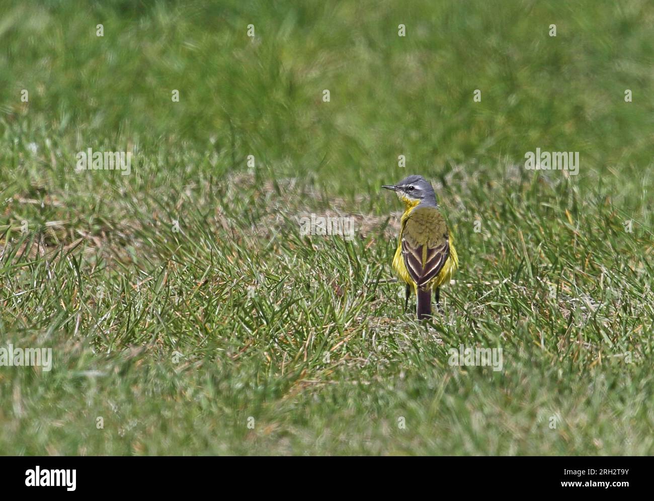 Blue-headed Wagtail (Motacilla flava flava) male standing on short ...