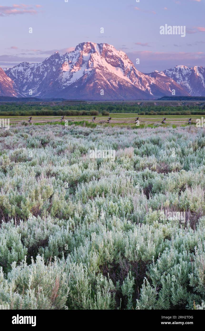 Mount Moran and sagebrush at sunrise, Grand Teton National Park ...