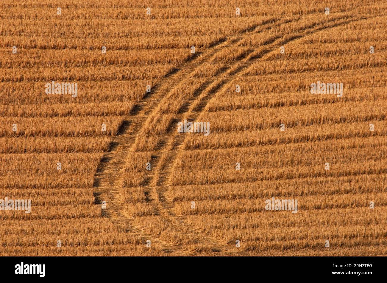 Wheat chaff hi-res stock photography and images - Alamy