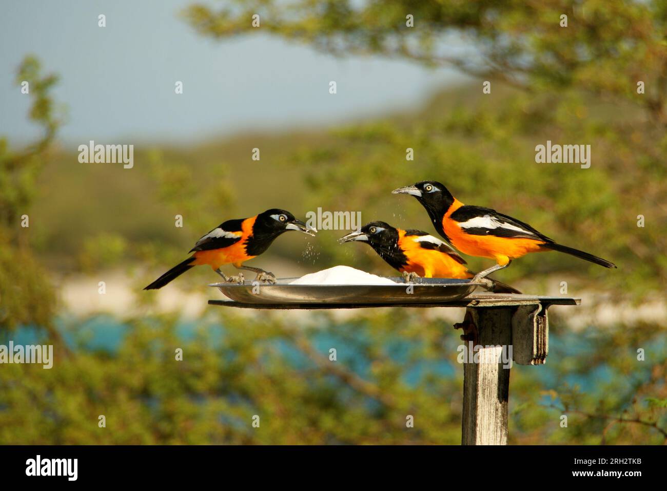 Three Venezuelan Troupials, orange black birds with a touch of white ...