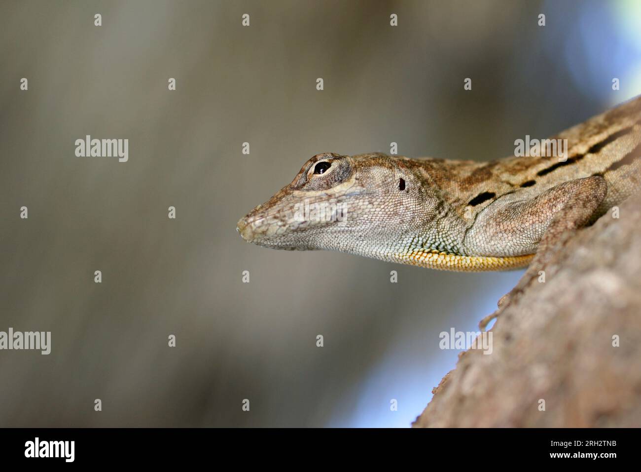 Brown striped lizard sits on tree trunk. Head and half of body are ...