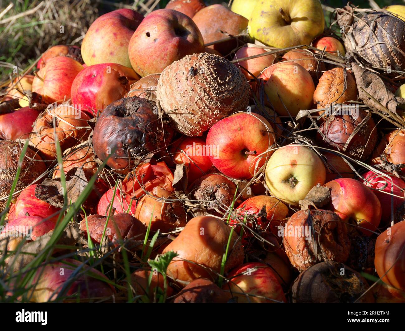 Partially rotten apples with flies on a fallen orchard Stock Photo - Alamy