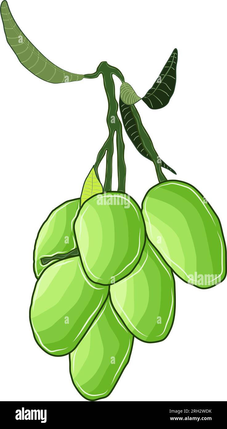 a bouquet of various green mango fruits together Stock Photo - Alamy