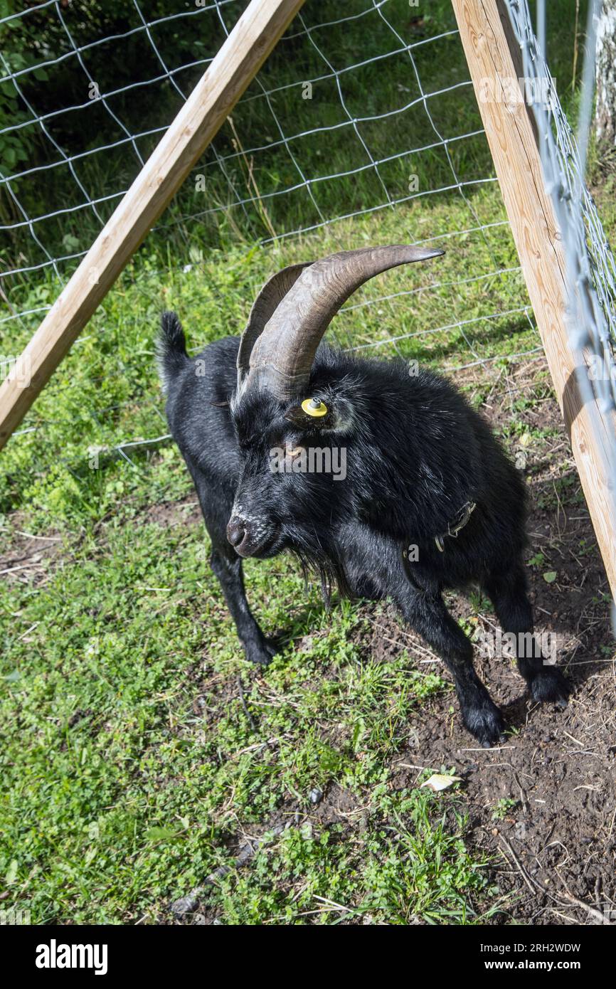 Black goat hi-res stock photography and images - Alamy