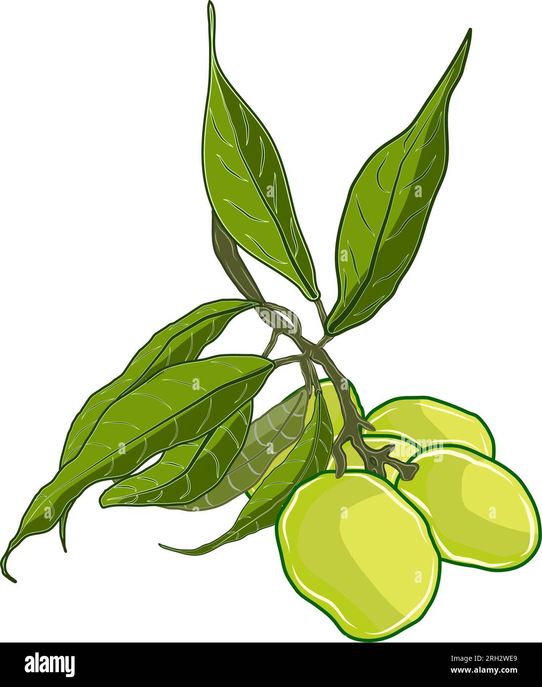 Cartoon mango tree fruit Cut Out Stock Images & Pictures - Alamy