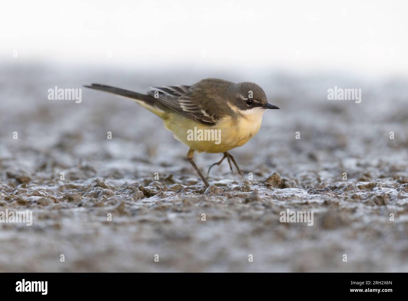 Wetland birds europe hi-res stock photography and images - Alamy