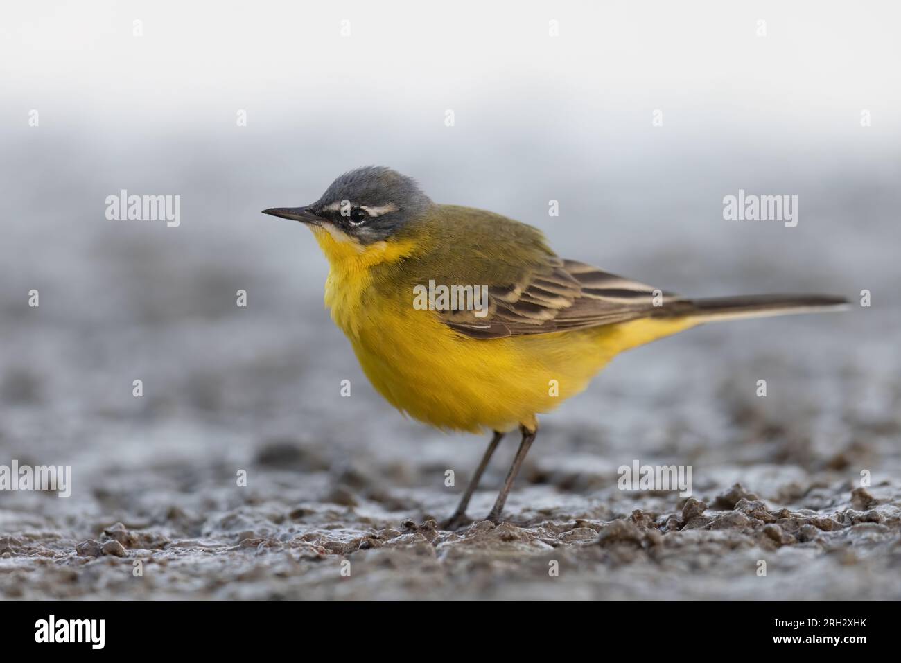 Western yellow wagtail, Motacilla flava in Italian rivers Stock Photo ...