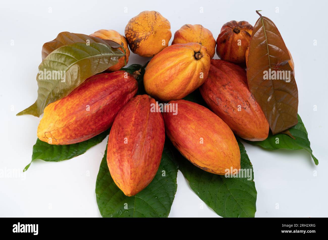 Fresh cacao pile pods with green leafs above top view isolated Stock ...