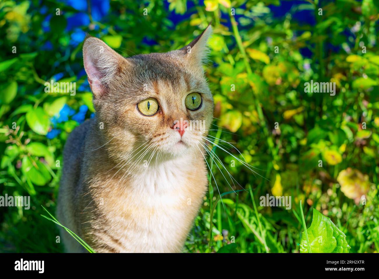Portrait of a surprised ginger cat amidst tall grass. Golden British ...