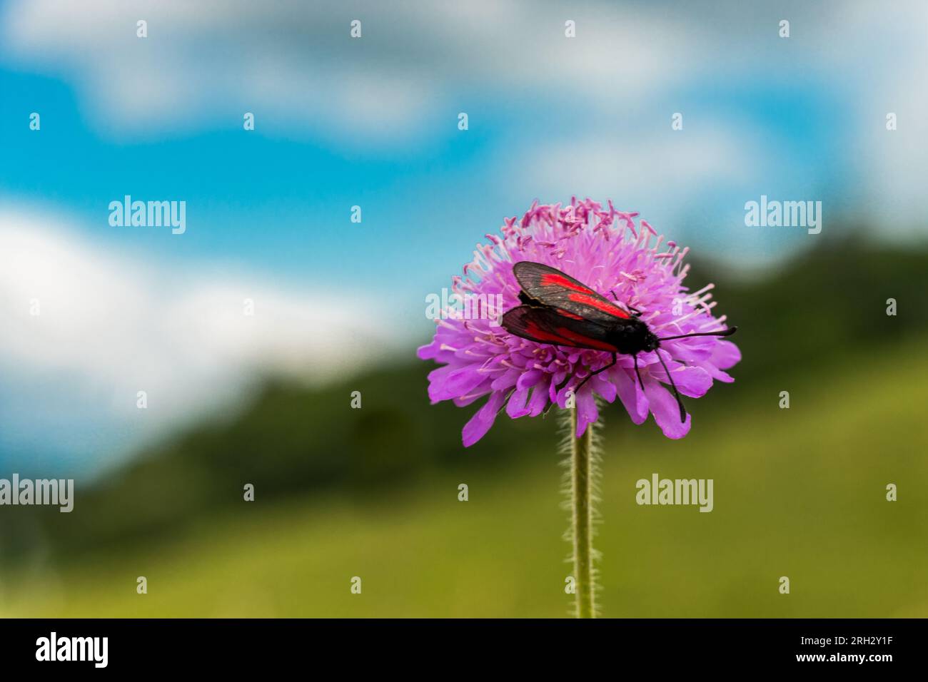 Insect sucking nectar from flower hi-res stock photography and images ...
