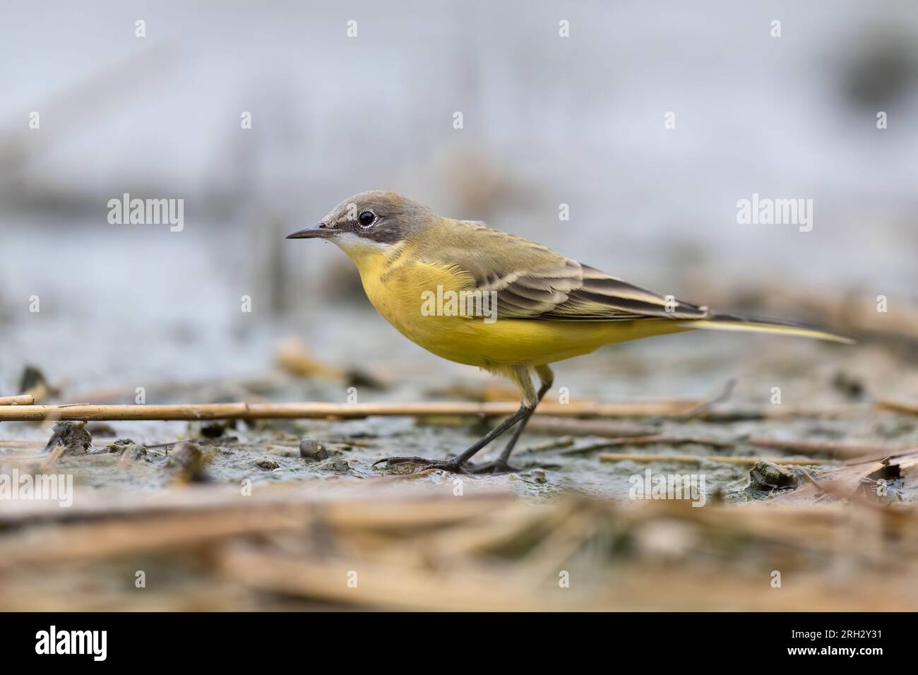 Western yellow wagtail, Motacilla flava in Italian rivers Stock Photo ...
