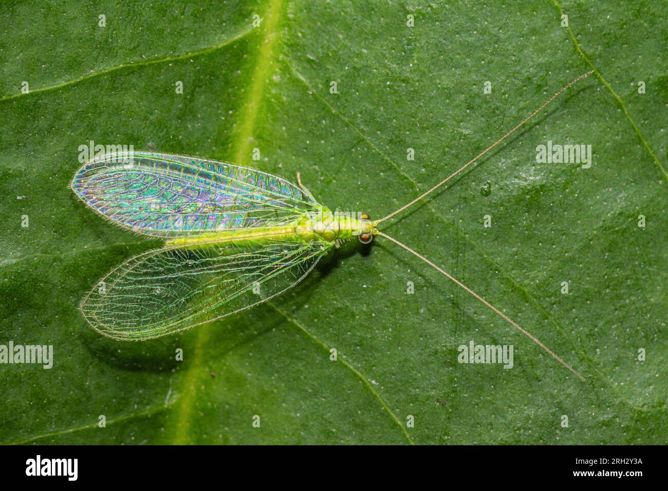 Closeup green lacewing (Chrysopa/Mallada basalis) pest control on green ...
