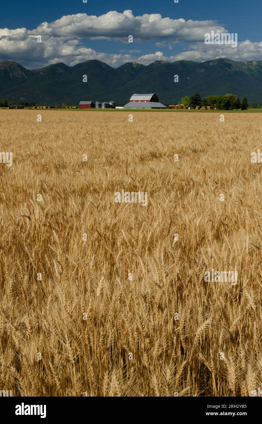 Wheat fields montana usa hi-res stock photography and images - Alamy