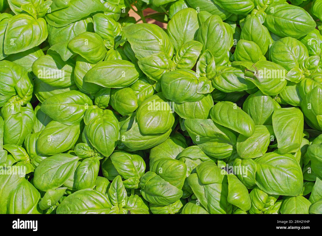 Green Italian Genovese basil plants leaves background texture herbs ...