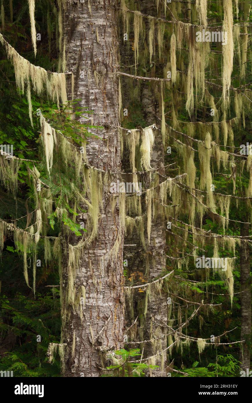Fir trees and goats beard moss. St. Joe National Forest, Idaho, USA ...