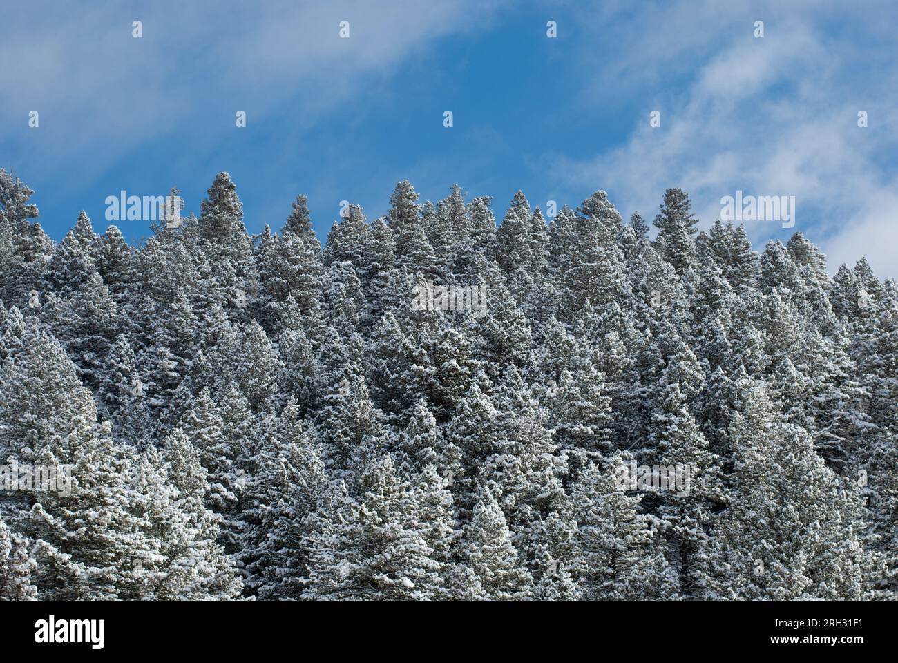 Gallatin national forest hi-res stock photography and images - Alamy
