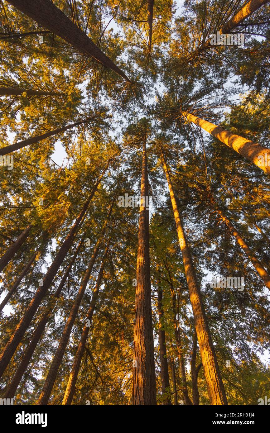 Douglas preserve hi-res stock photography and images - Alamy