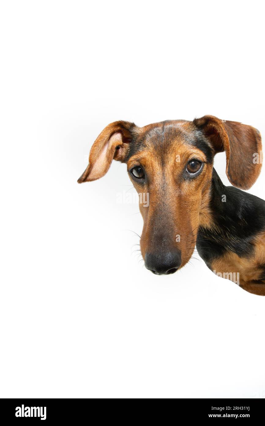 Peeking Puppy Pet Peek :: Behance